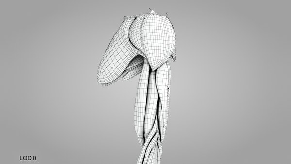 Complete Human arm anatomy 3D model - TurboSquid 1925121