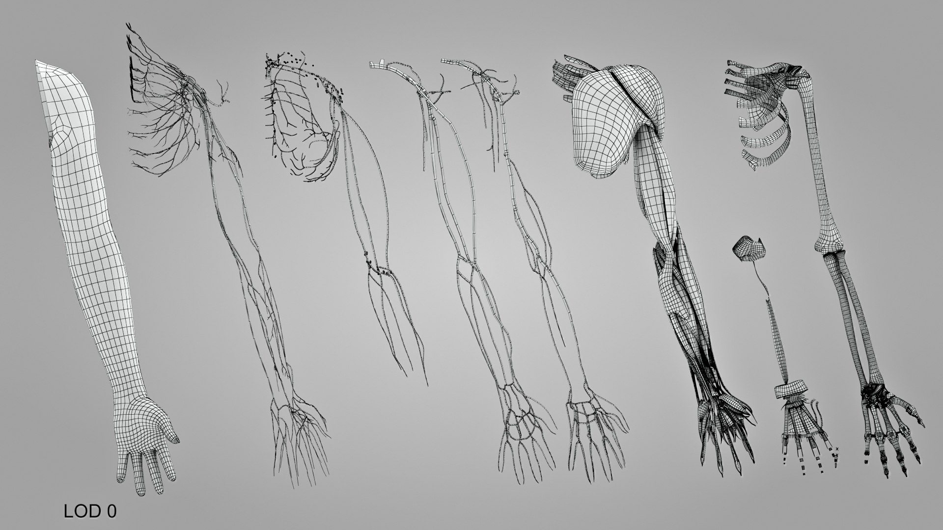 Complete Human arm anatomy 3D model - TurboSquid 1925121