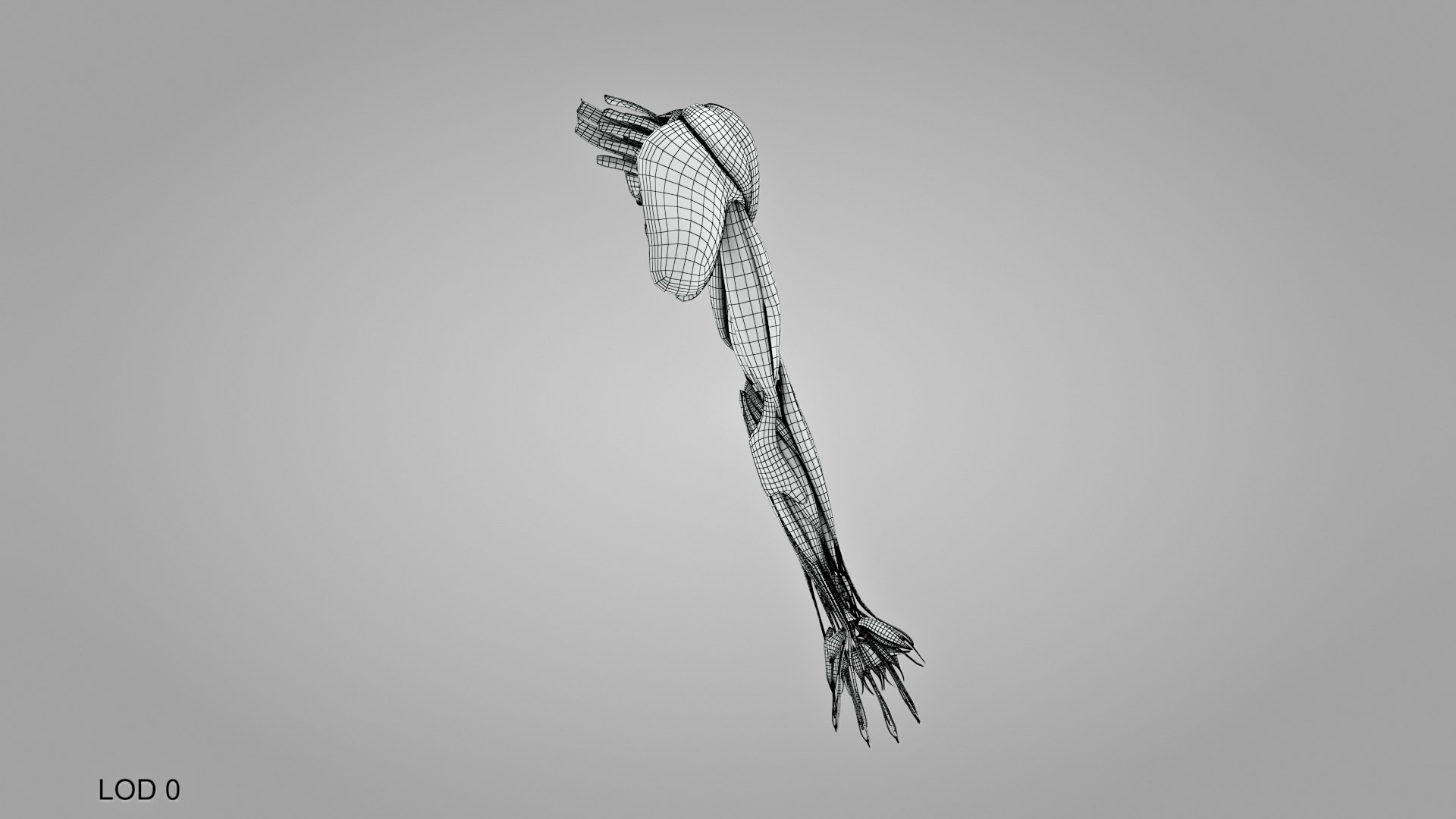 Complete Human arm anatomy 3D model - TurboSquid 1925121