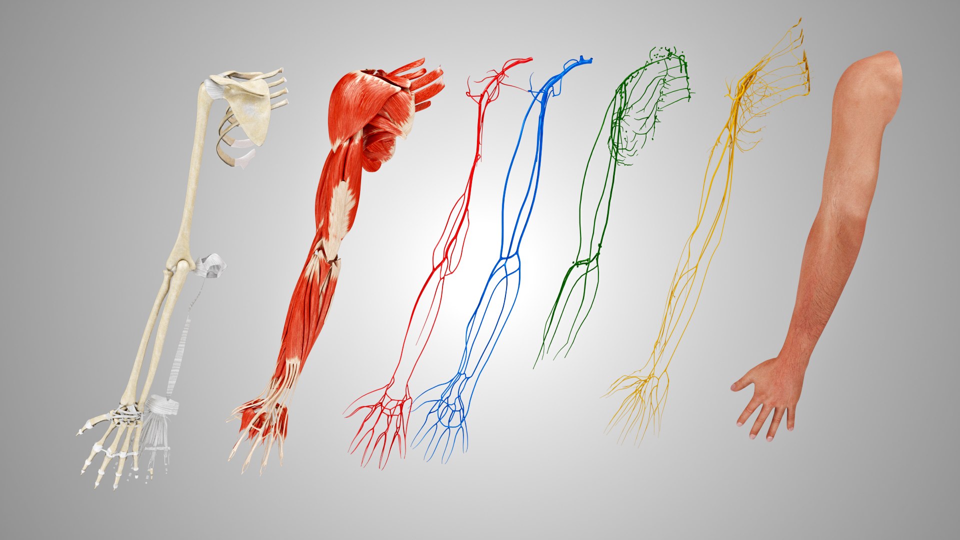 Complete Human arm anatomy 3D model - TurboSquid 1925121