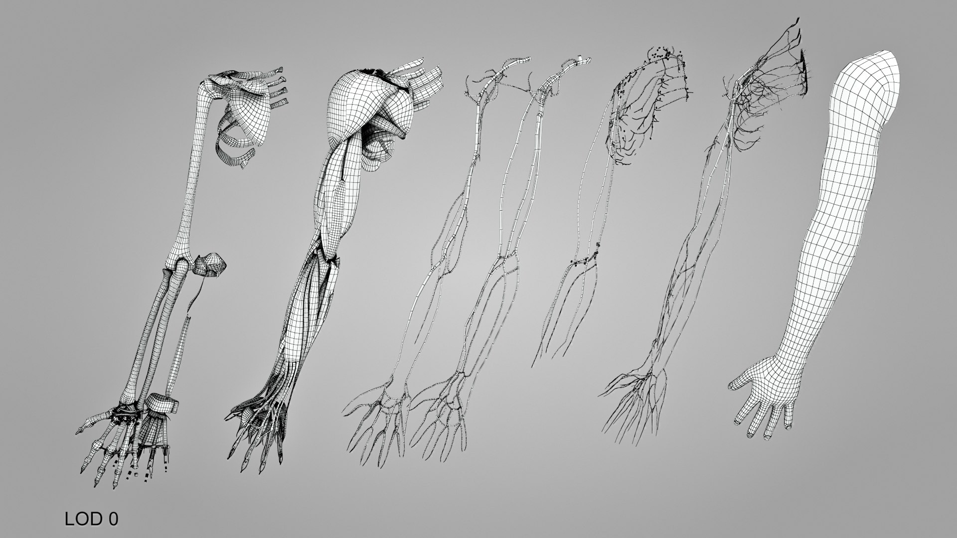 Complete Human arm anatomy 3D model - TurboSquid 1925121