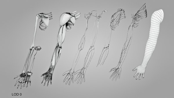 Complete Human arm anatomy 3D model - TurboSquid 1925121