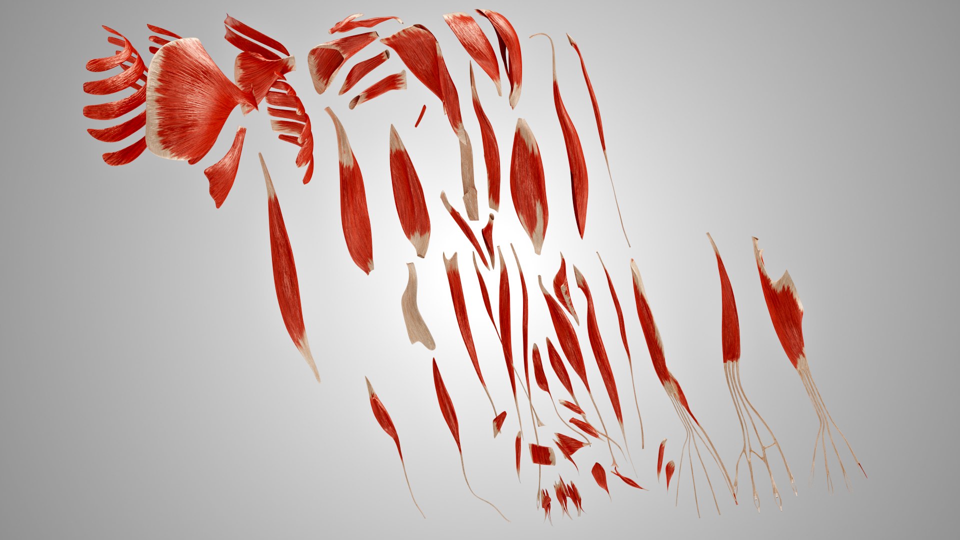 Complete Human arm anatomy 3D model - TurboSquid 1925121
