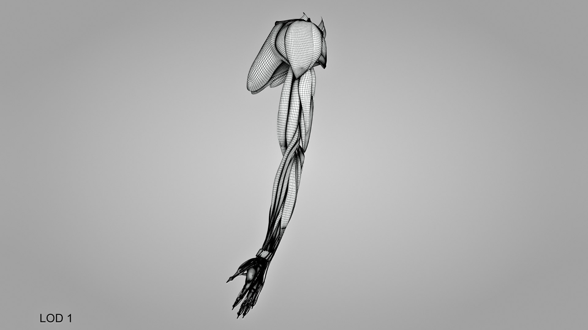 Complete Human arm anatomy 3D model - TurboSquid 1925121