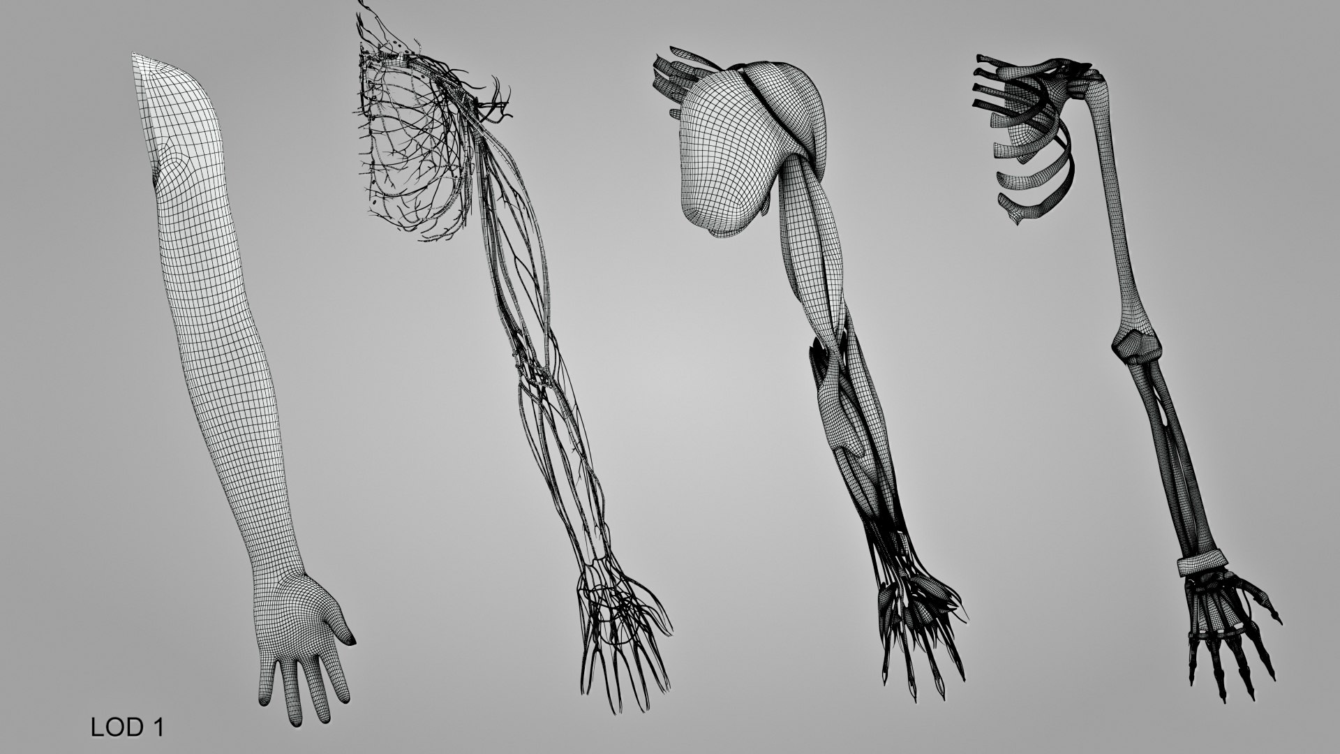 Complete Human arm anatomy 3D model - TurboSquid 1925121
