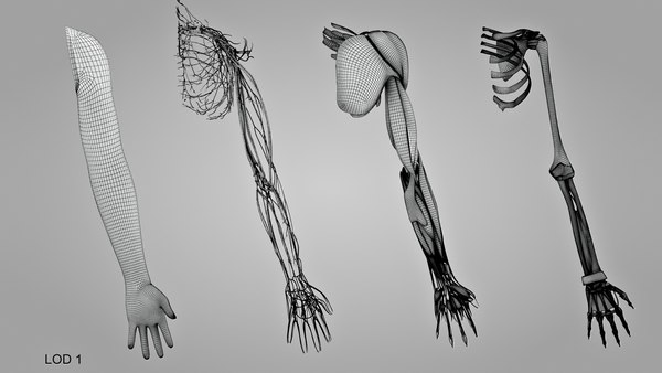 Complete Human arm anatomy 3D model - TurboSquid 1925121