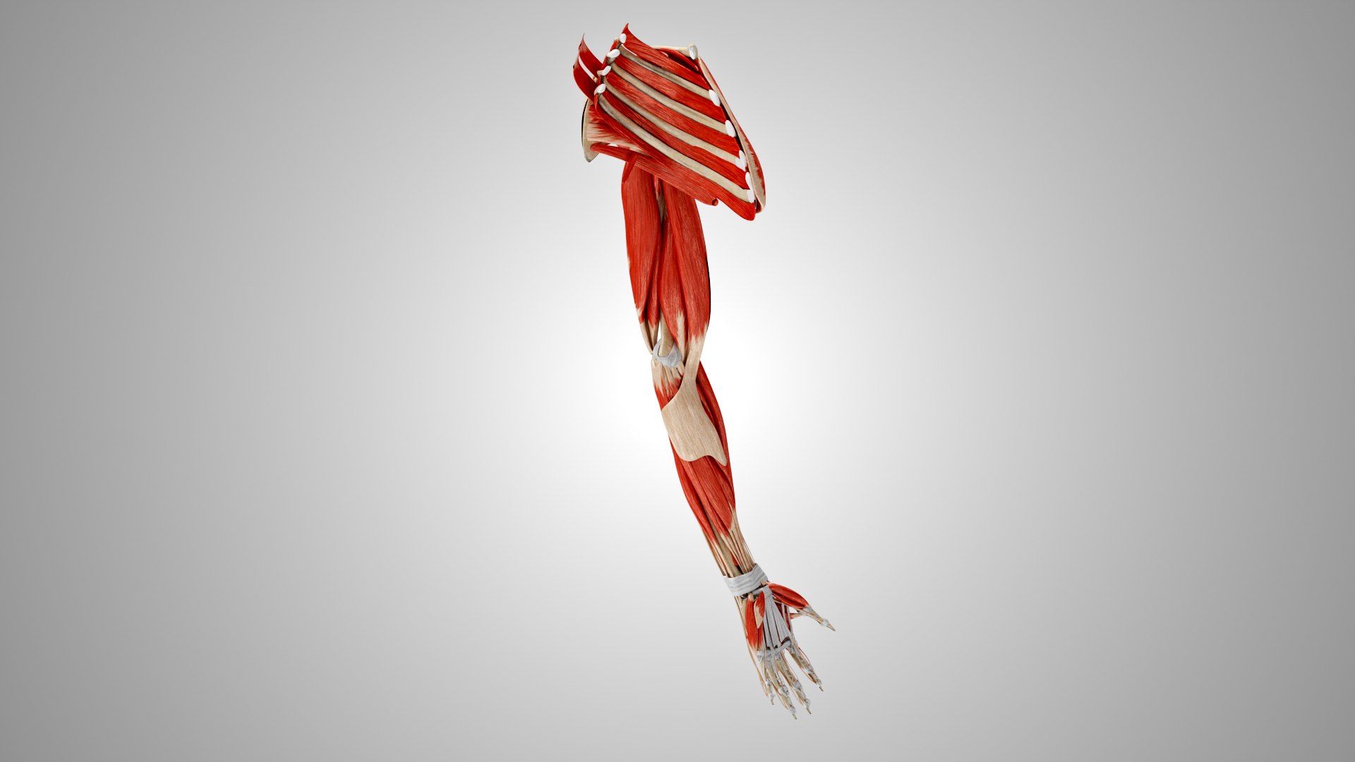 Complete Human arm anatomy 3D model - TurboSquid 1925121