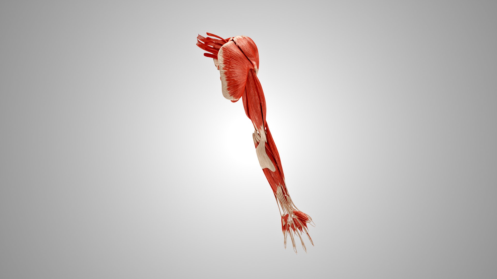 Complete Human arm anatomy 3D model - TurboSquid 1925121