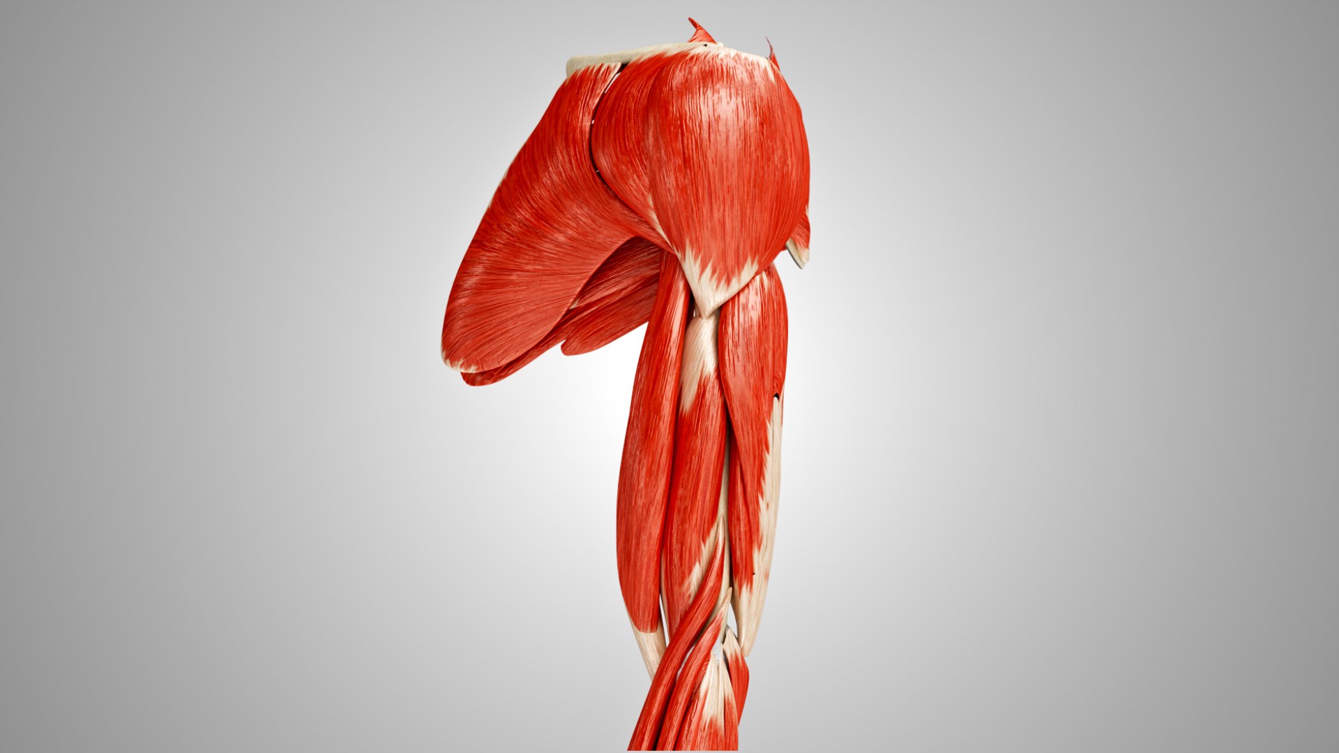 Complete Human arm anatomy 3D model - TurboSquid 1925121