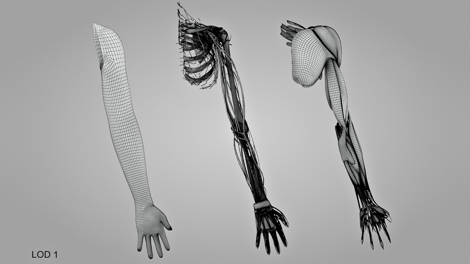 Complete Human arm anatomy 3D model - TurboSquid 1925121