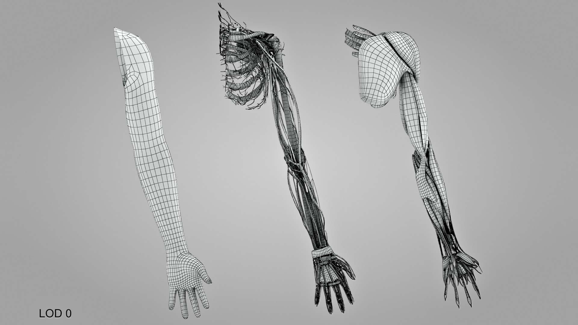 Complete Human arm anatomy 3D model - TurboSquid 1925121
