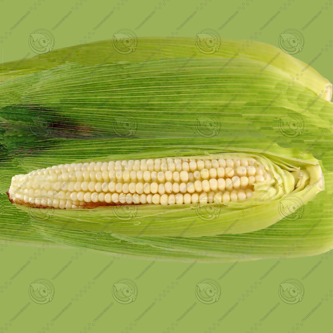 Free Corn 3d Model