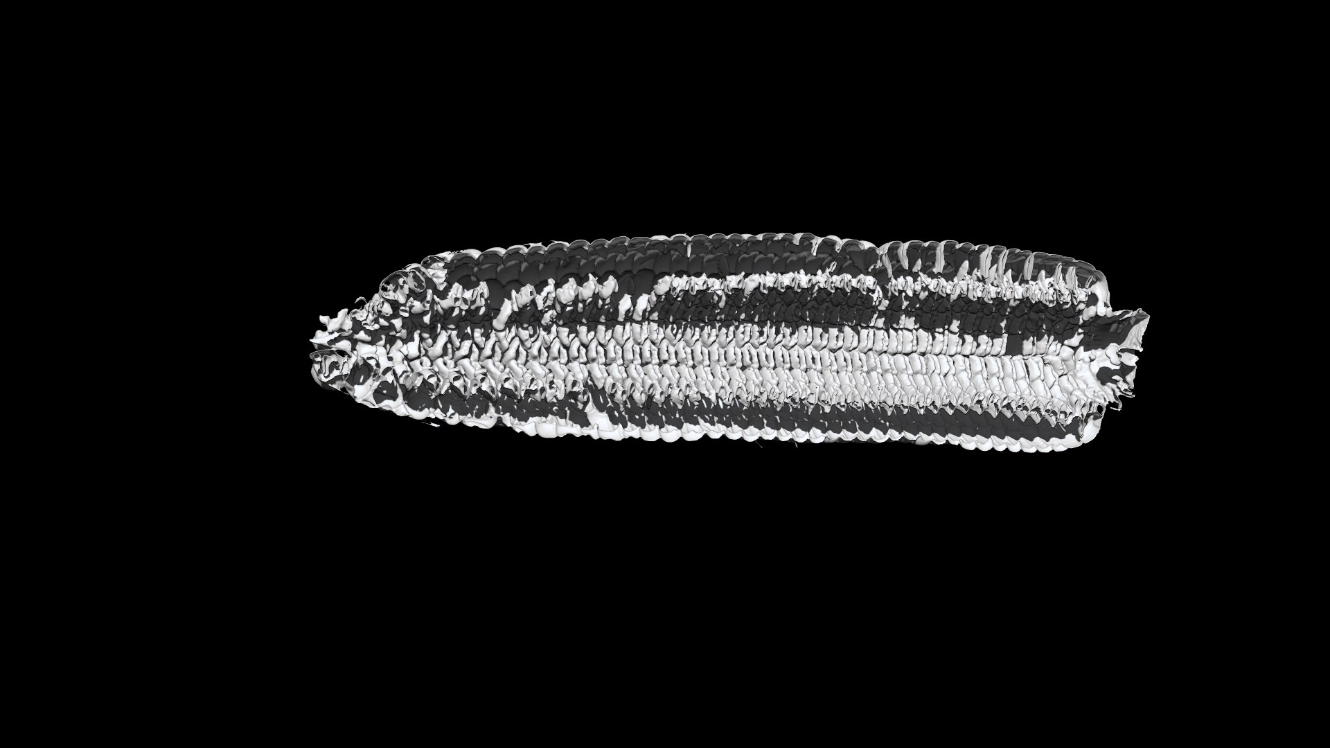 Corn 3D CT Scan Model Cut1 Half Decimae 80 Percent 3D Model ...