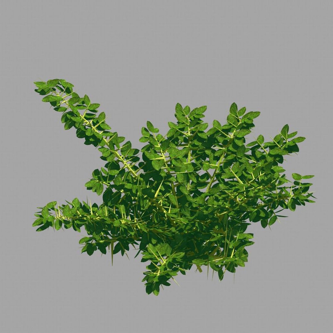 3D Plant - Weed 036 - TurboSquid 1449777