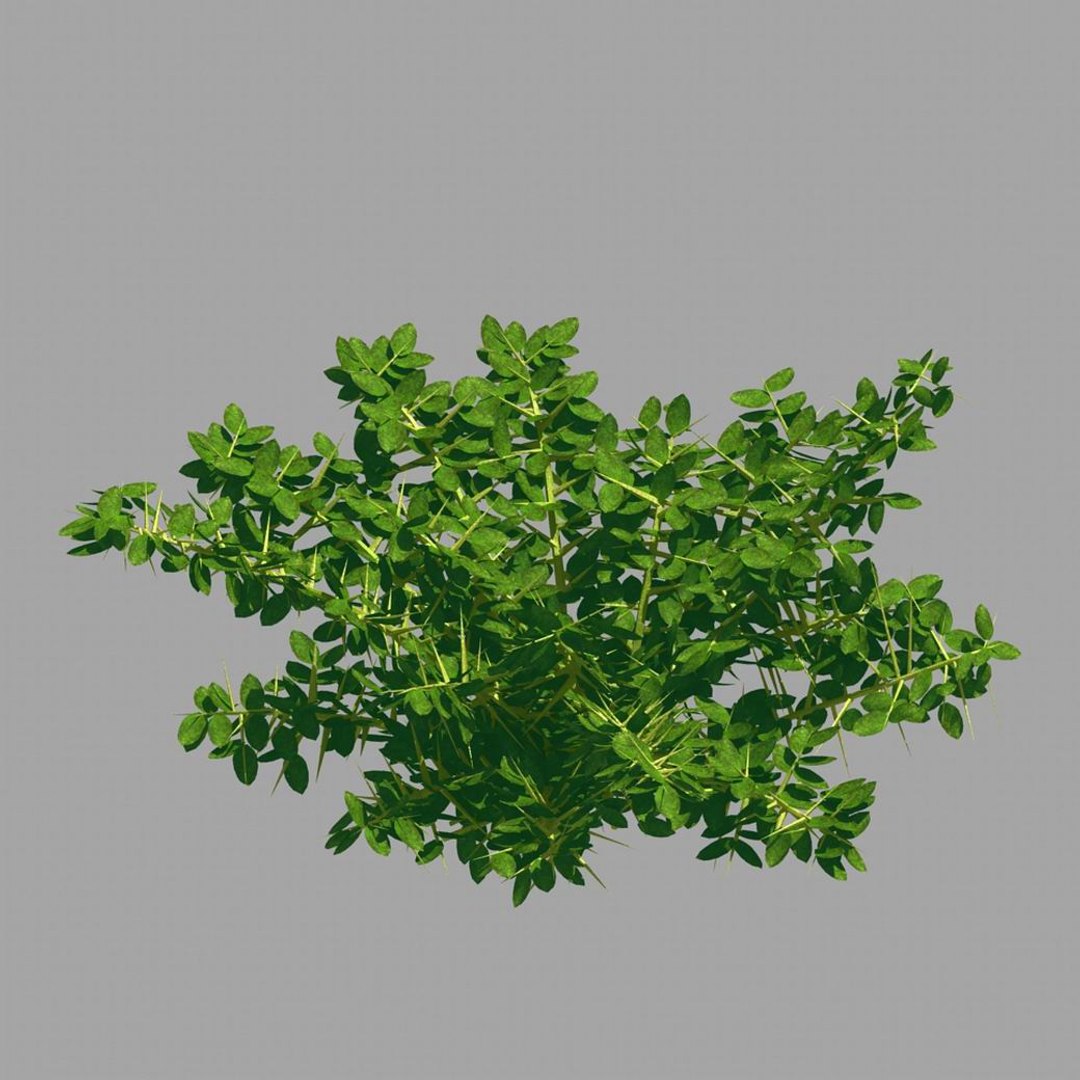 3D Plant - Weed 036 - TurboSquid 1449777