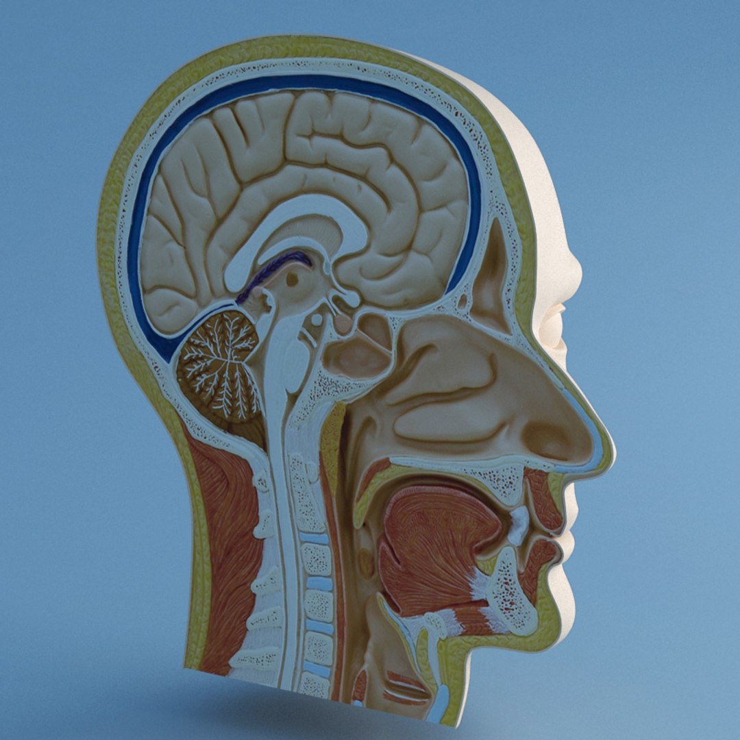 3dsmax Correct Head Cutaway