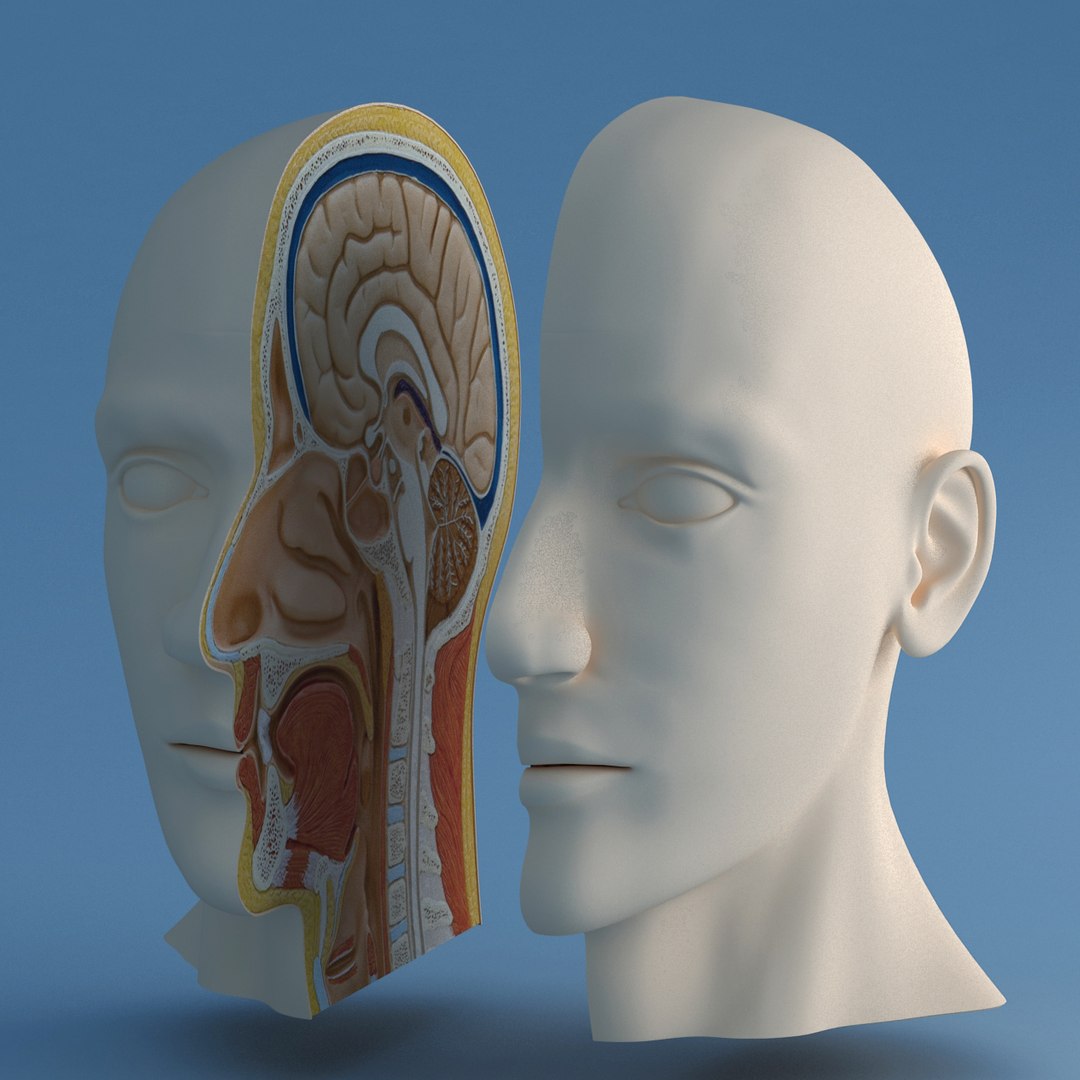 3dsmax Correct Head Cutaway