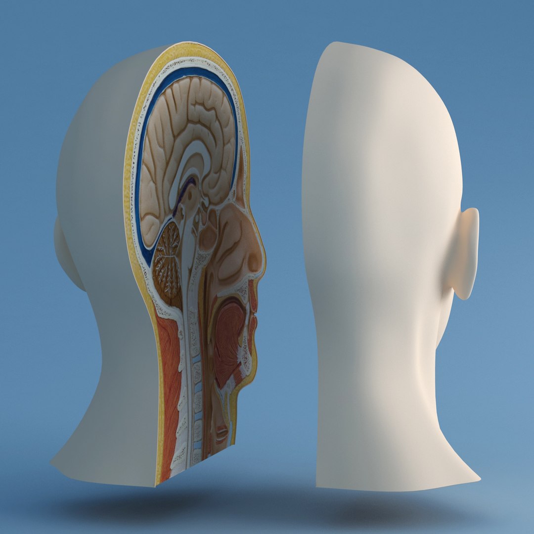 3dsmax Correct Head Cutaway