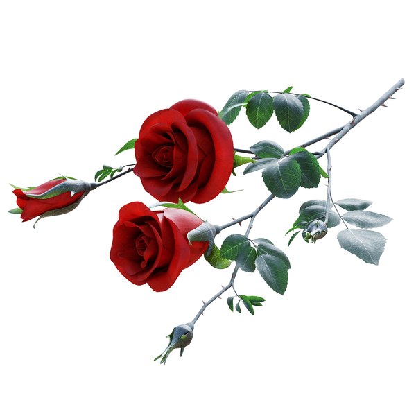 modelo 3d Rama de rosa - TurboSquid 1687712