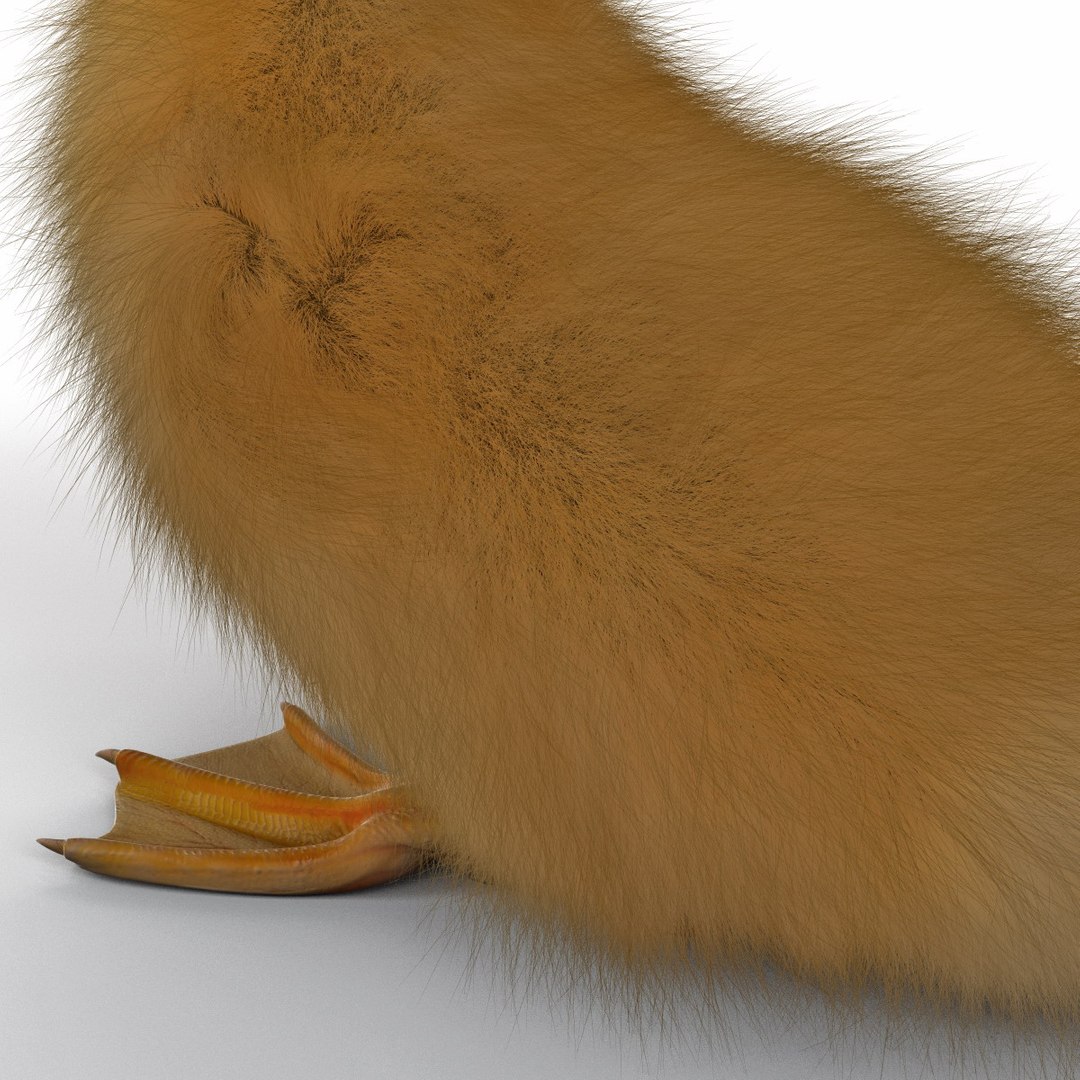 duckling pose 3 max