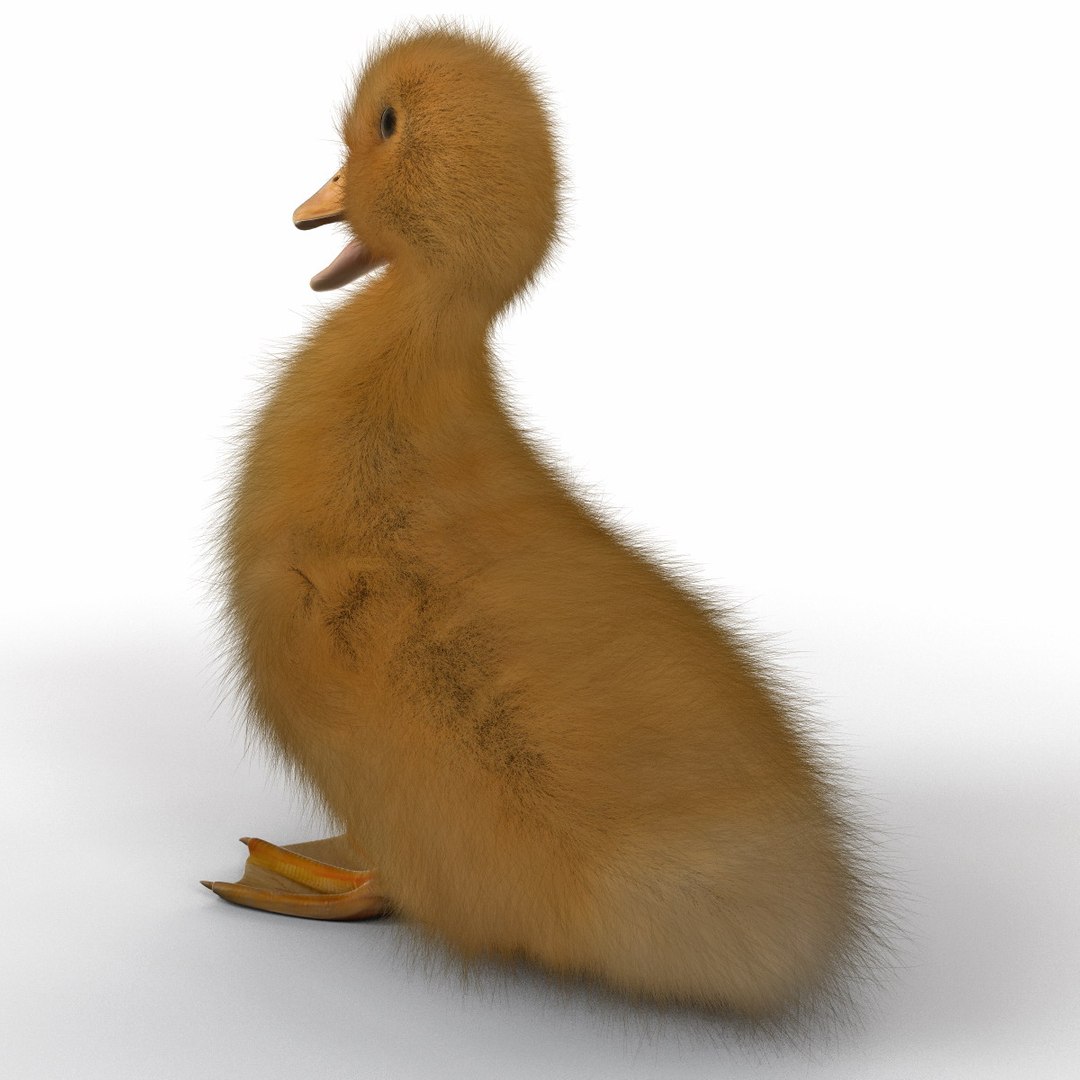 duckling pose 3 max