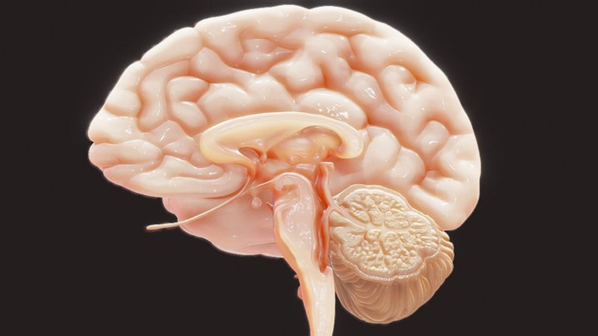 Human Brain Cross Section Anatomy Model - TurboSquid 2455087