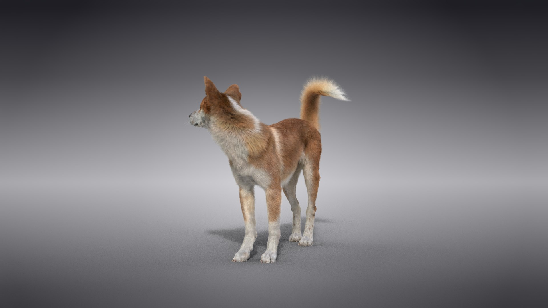 Chinese Rural Dog 3D Model - TurboSquid 2006702