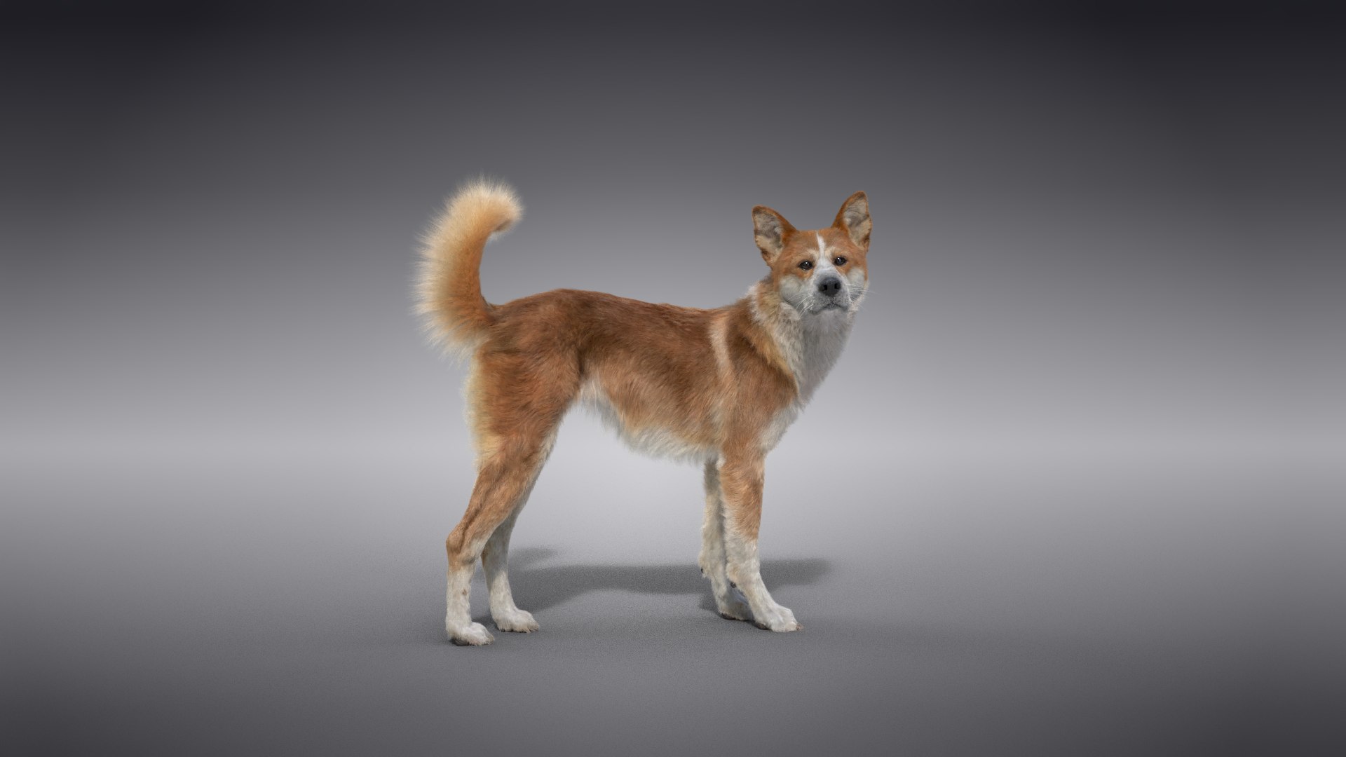 Chinese Rural Dog 3D Model - TurboSquid 2006702