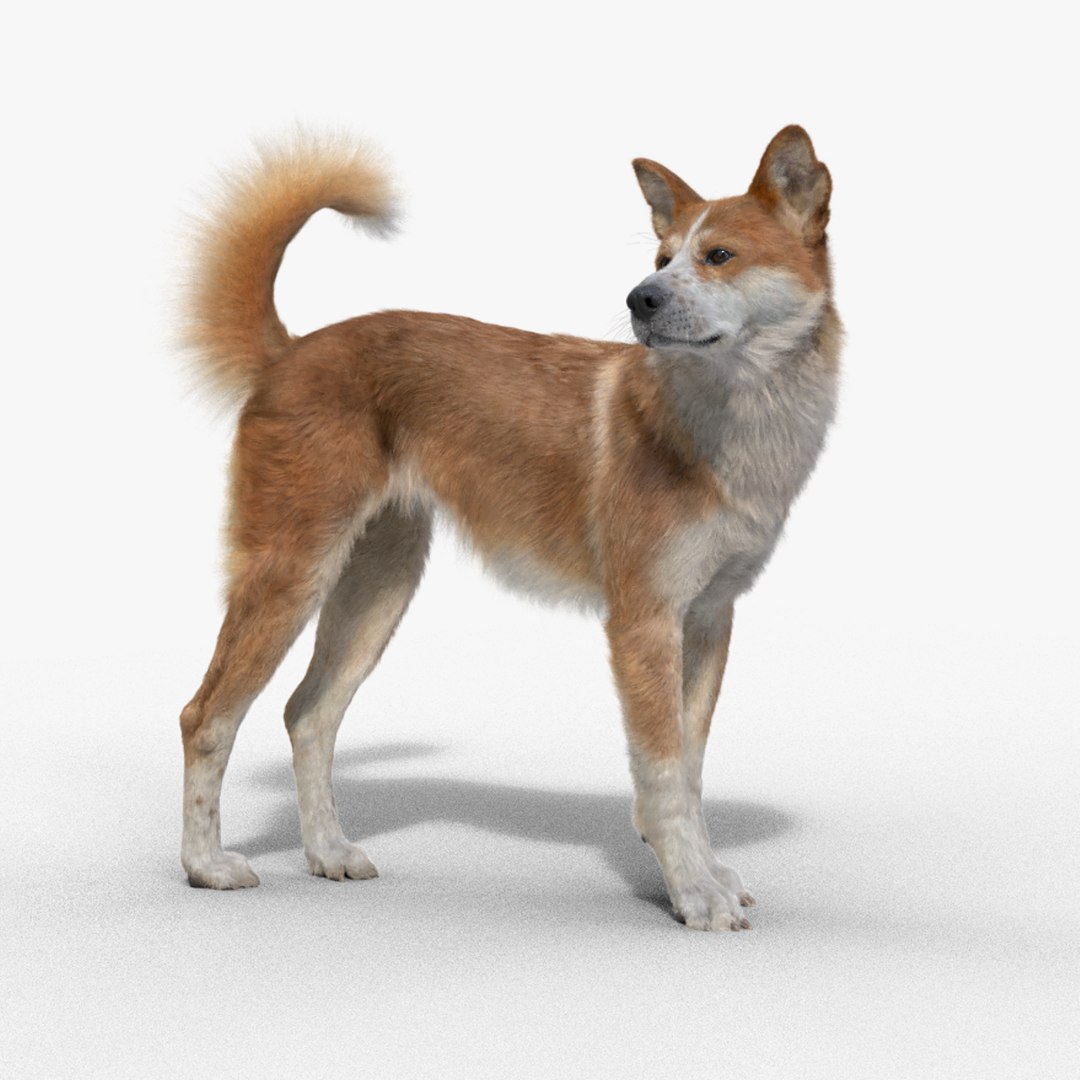 Chinese Rural Dog 3D model - TurboSquid 2006702