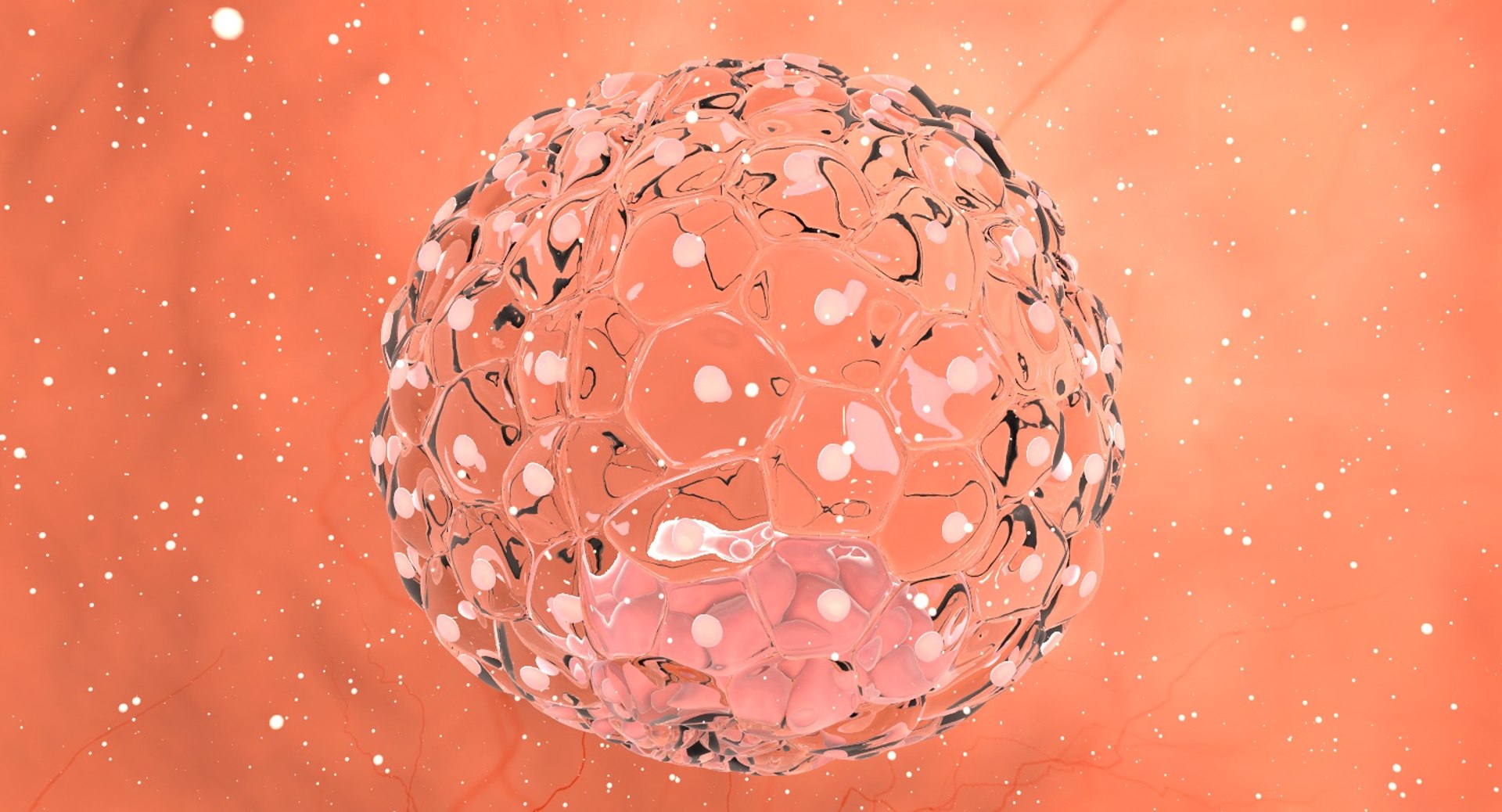 3D Blastocyst Ovum General Model - TurboSquid 1370161