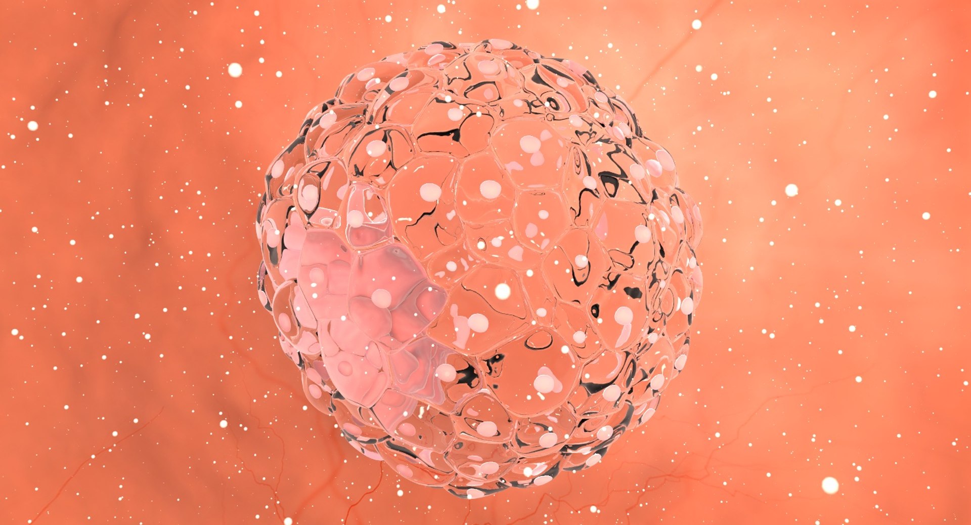 3D Blastocyst Ovum General Model - TurboSquid 1370161