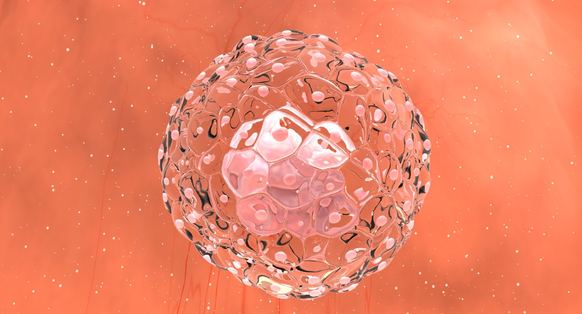 3D Blastocyst Ovum General Model - TurboSquid 1370161