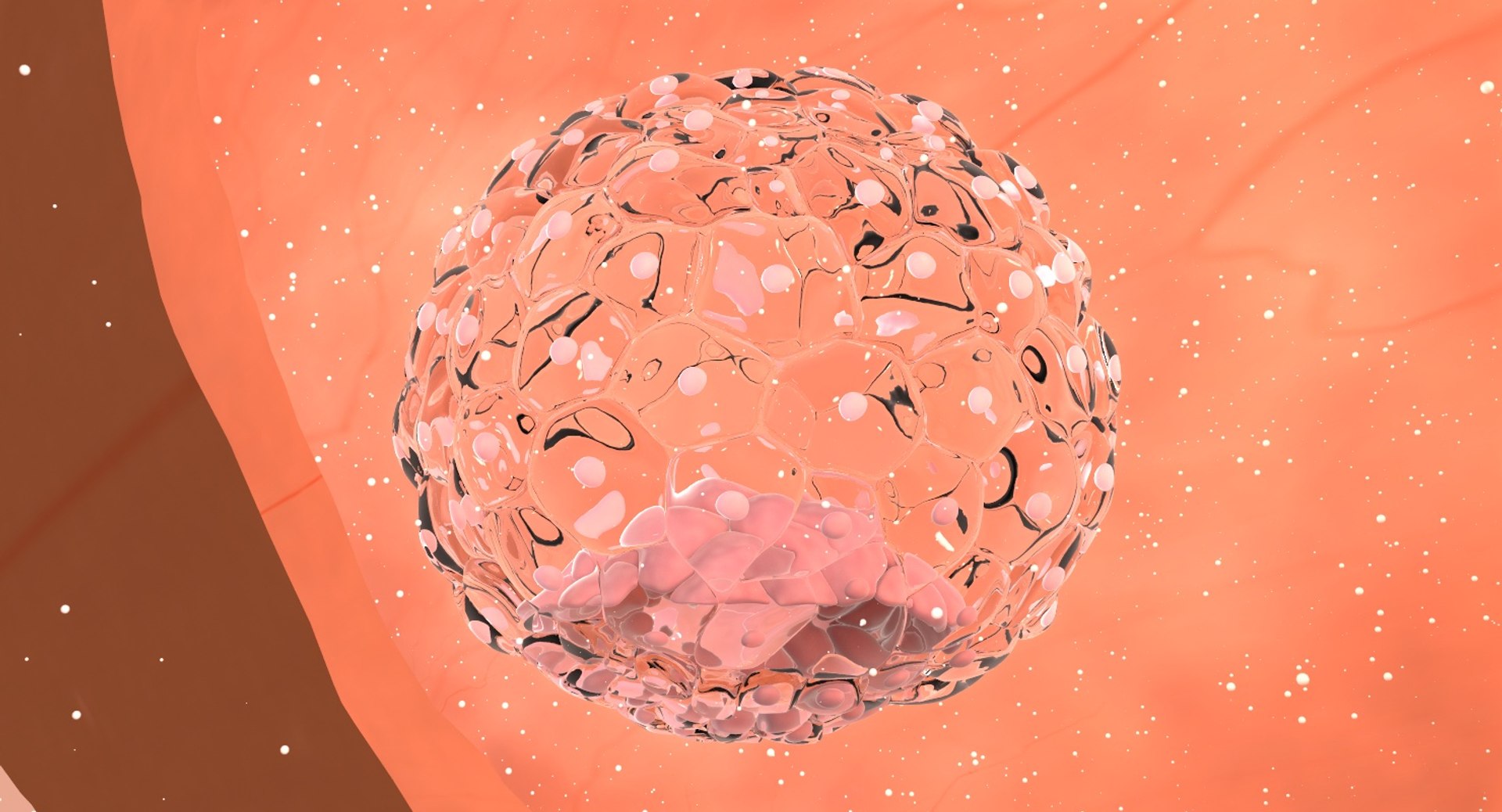 3D Blastocyst Ovum General Model - TurboSquid 1370161