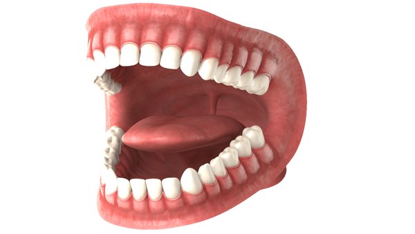 3D Tonsils Models | TurboSquid