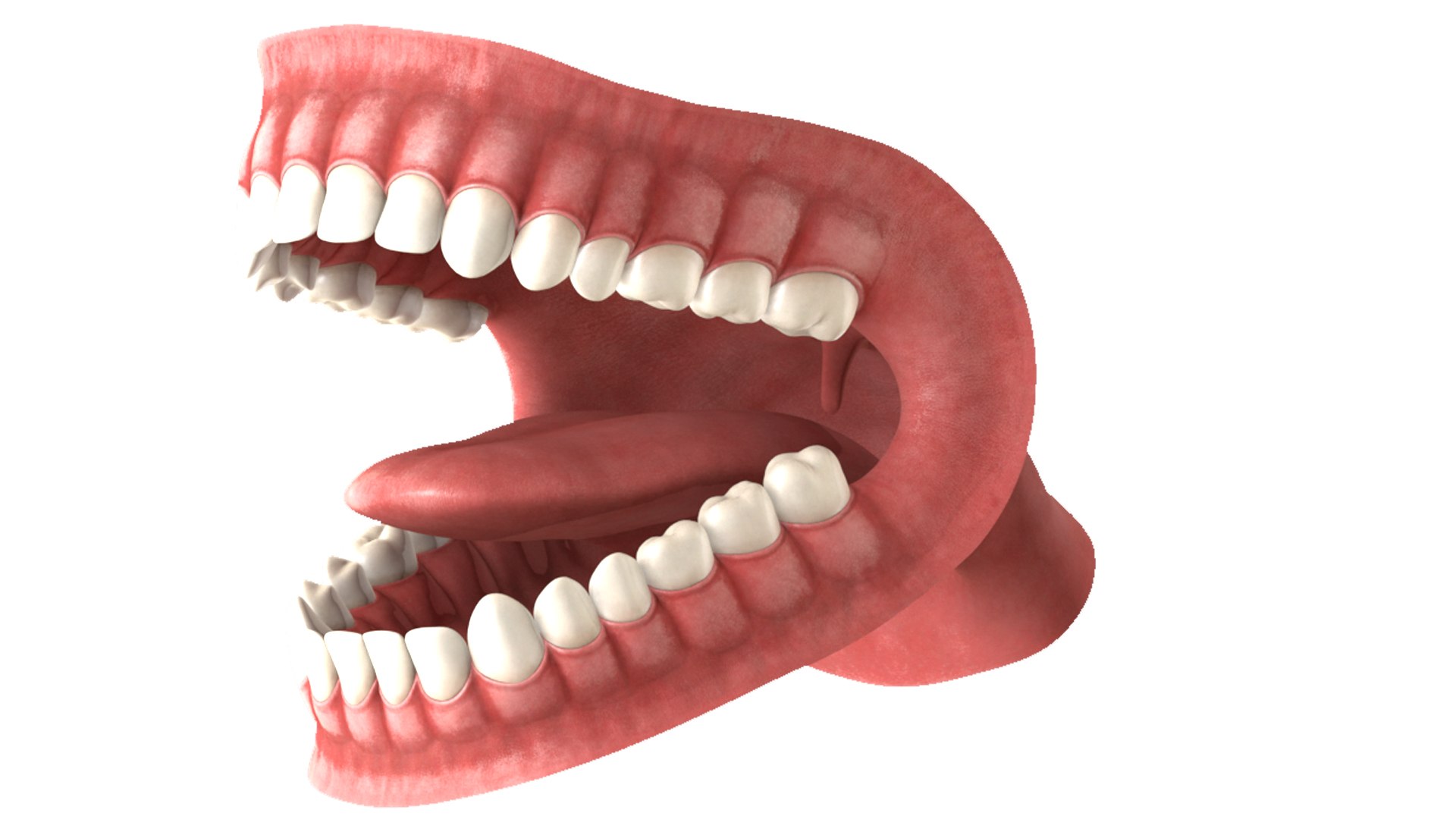 Teeth 3D Model - TurboSquid 2148811