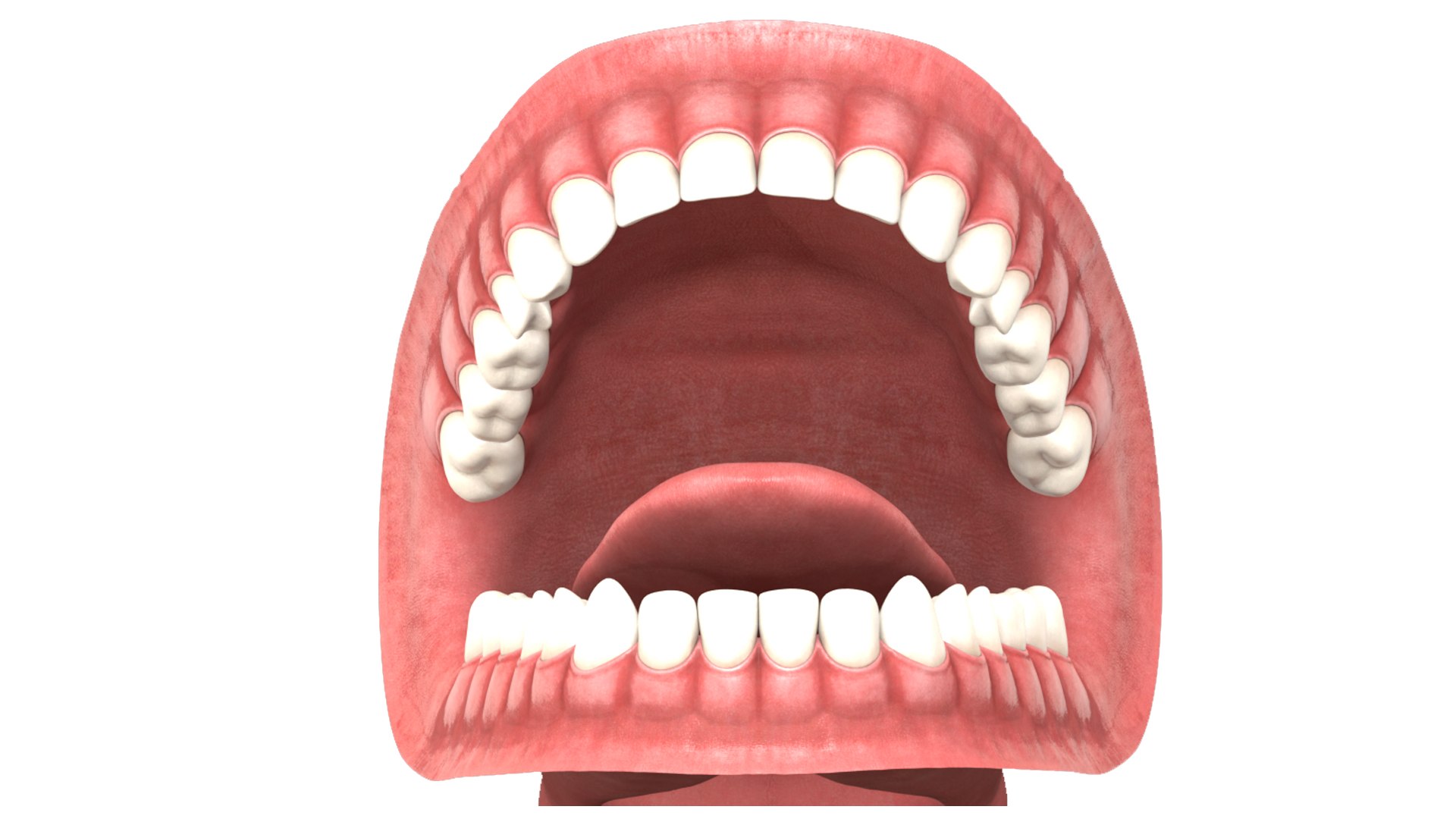 Teeth 3D Model - TurboSquid 2148811
