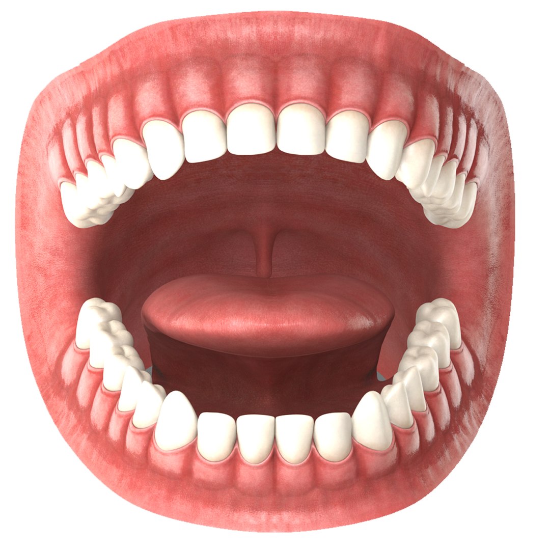 Teeth 3D Model - TurboSquid 2148811
