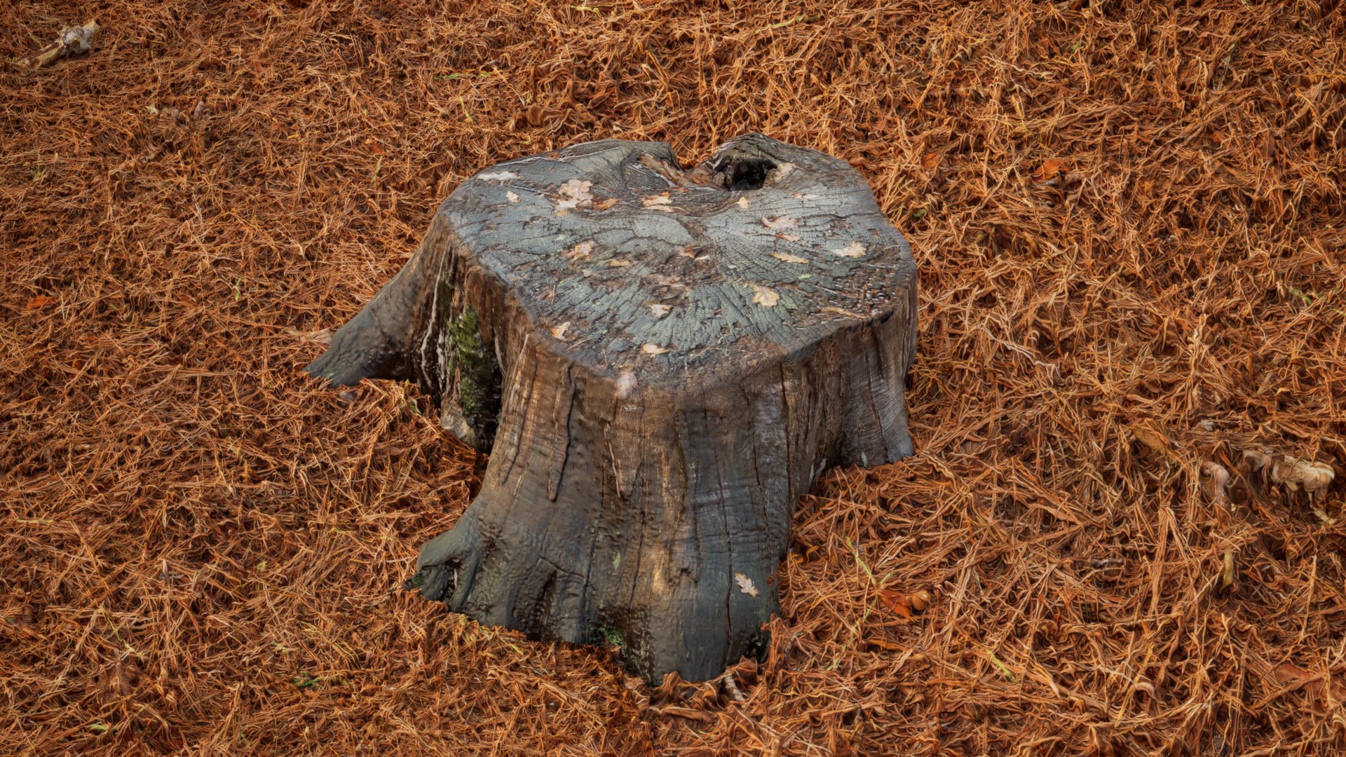 3D Trunk Pack Photoscanned Trunks 6 Low-poly 3D model - TurboSquid 2182666