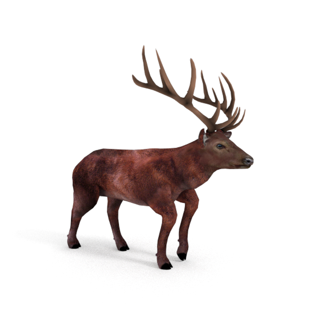 Red Deer 3d Model