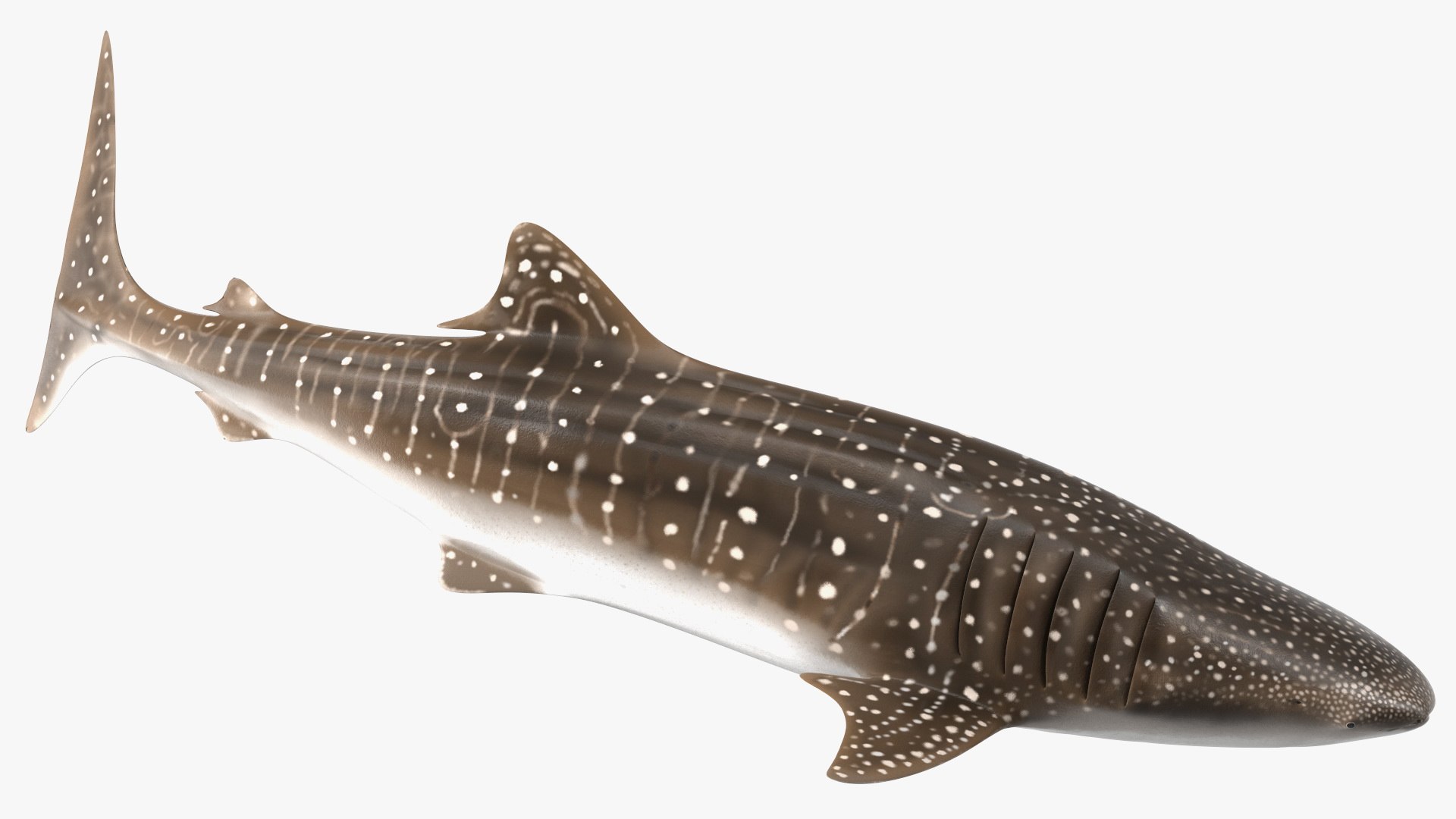 c4d whale shark pose 2