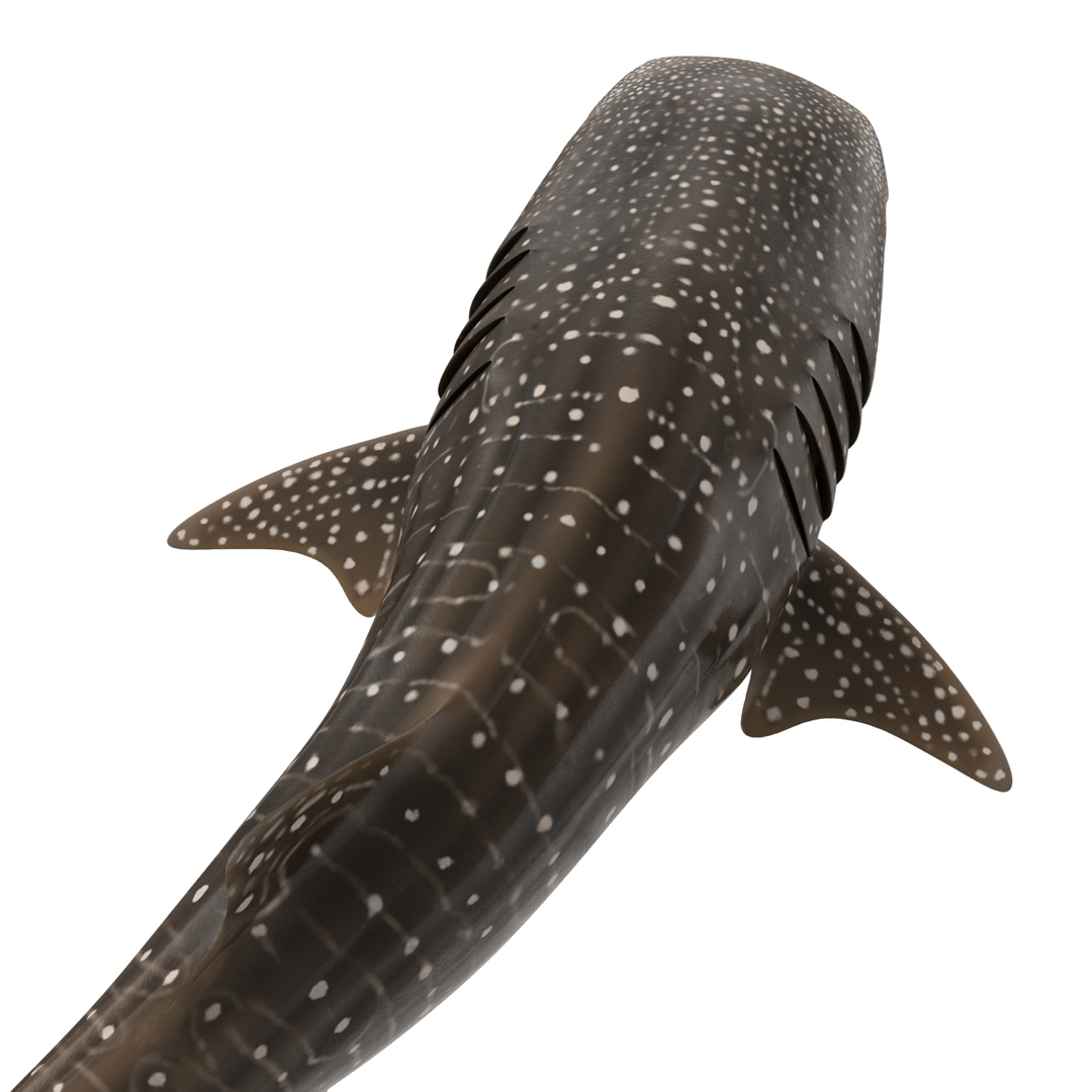 c4d whale shark pose 2
