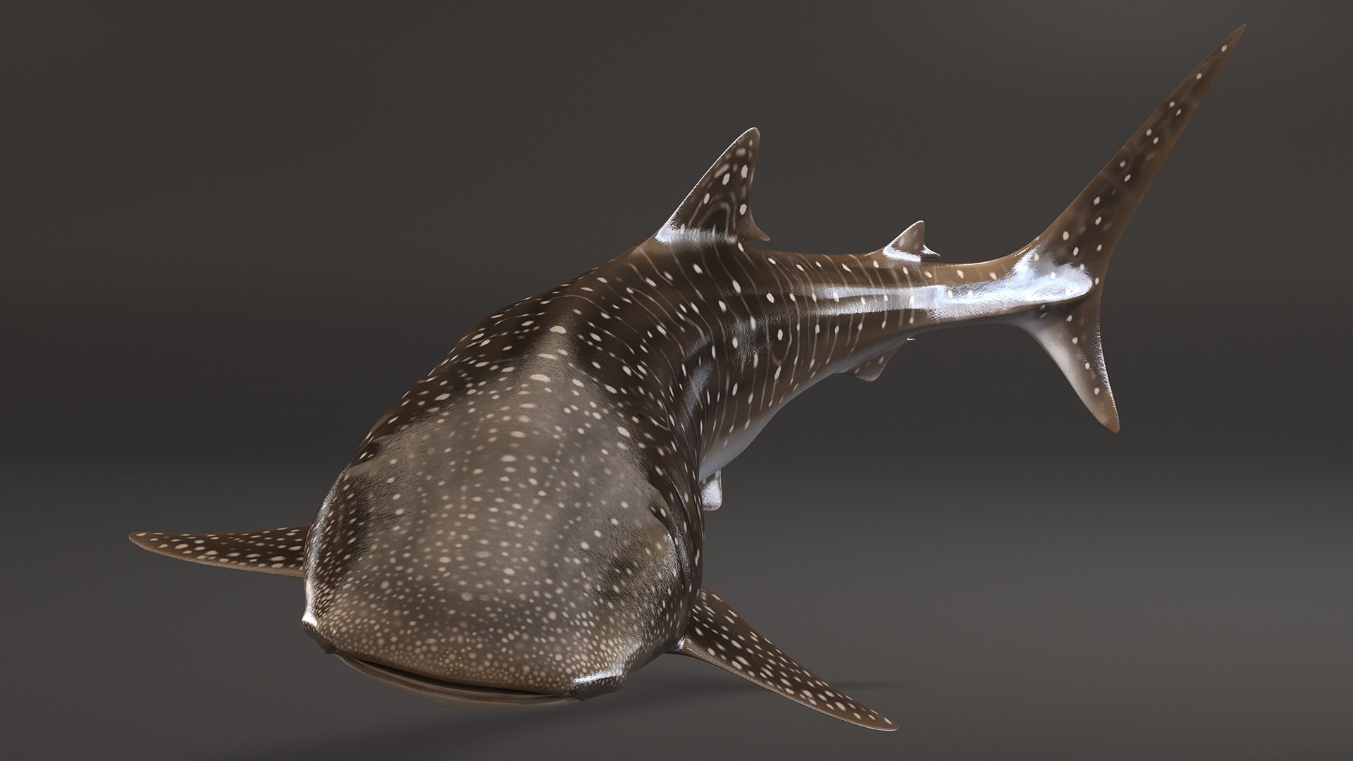 c4d whale shark pose 2