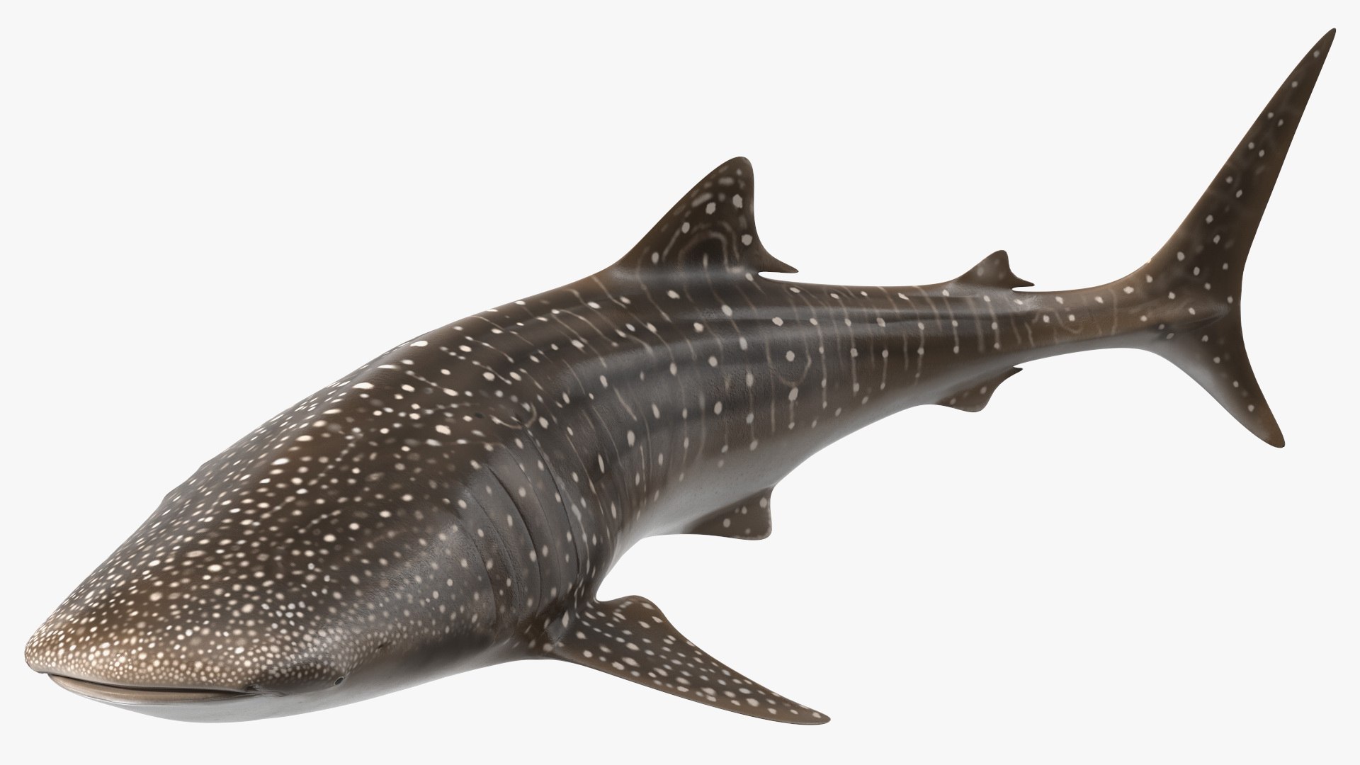 c4d whale shark pose 2