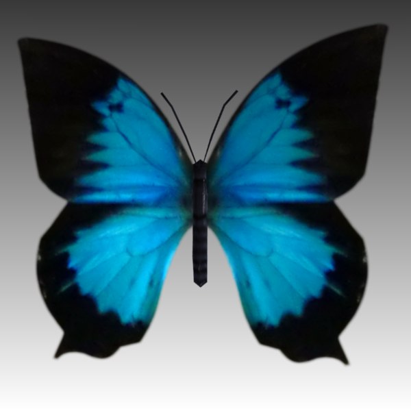 3d blue butterfly fly model