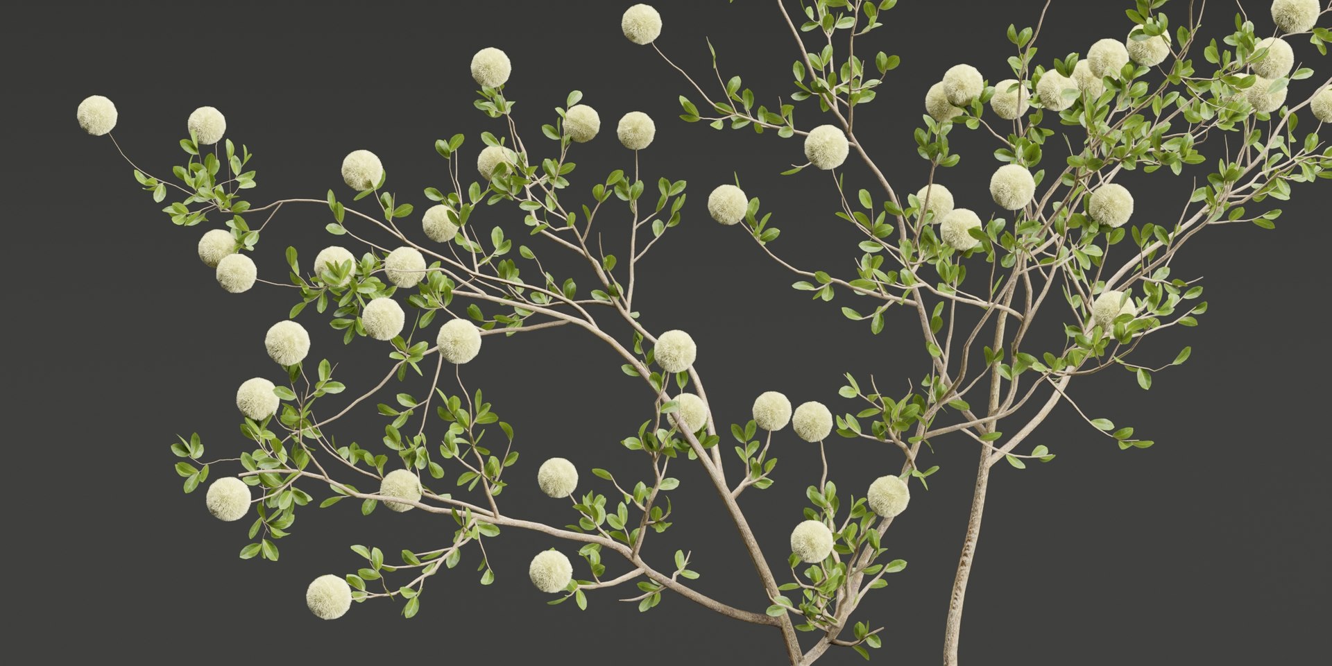 3D Decorative Branches Vol 163-Blender - TurboSquid 2154551