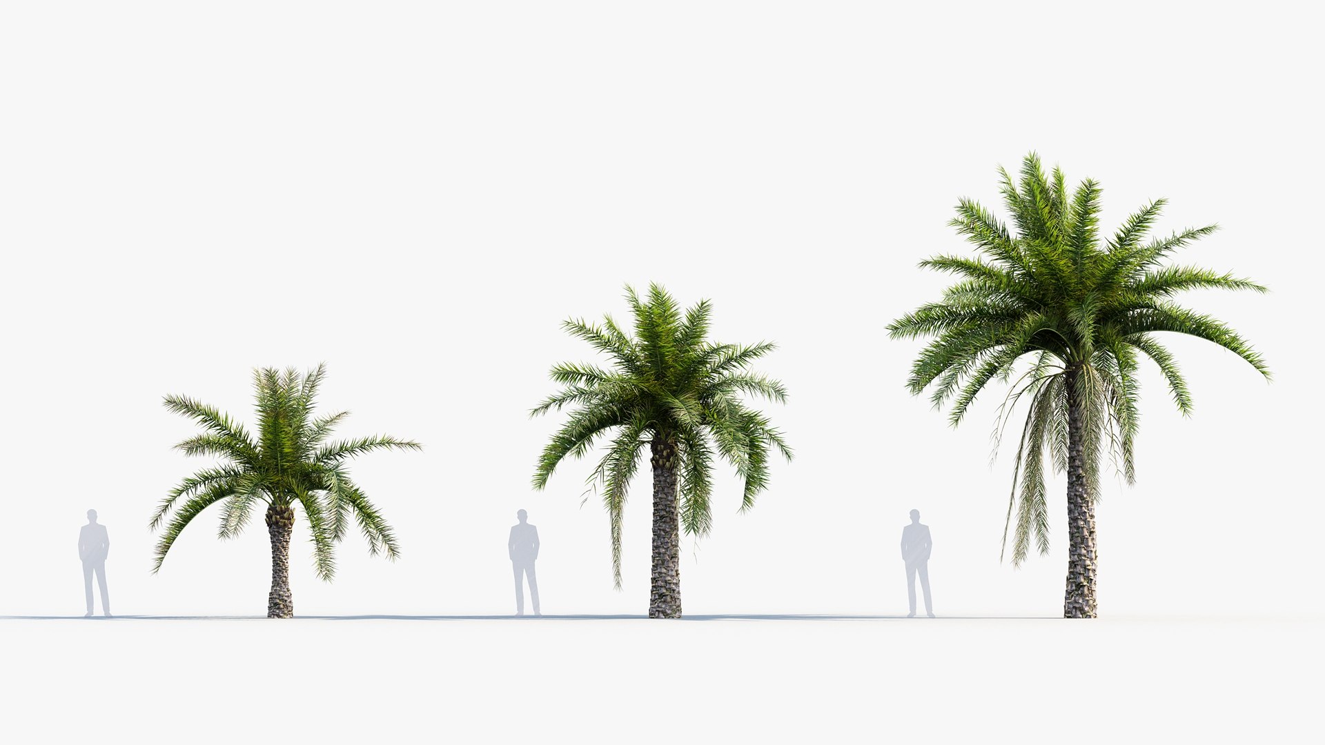 Phoenix Sylvestris Wild Date Palm 3D - TurboSquid 2041473