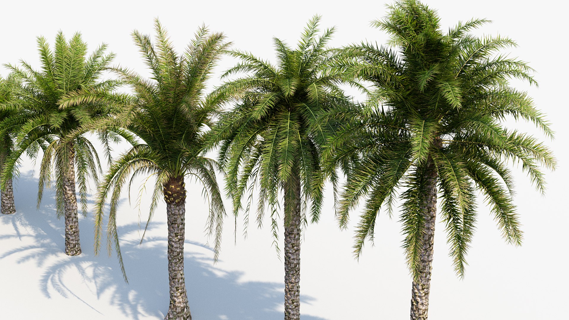 Phoenix Sylvestris Wild Date Palm 3D - TurboSquid 2041473