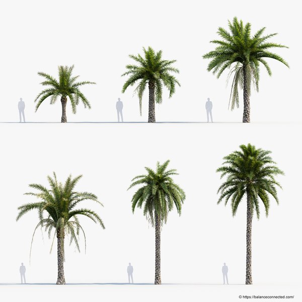 Phoenix sylvestris Wild Date Palm 3D - TurboSquid 2041473