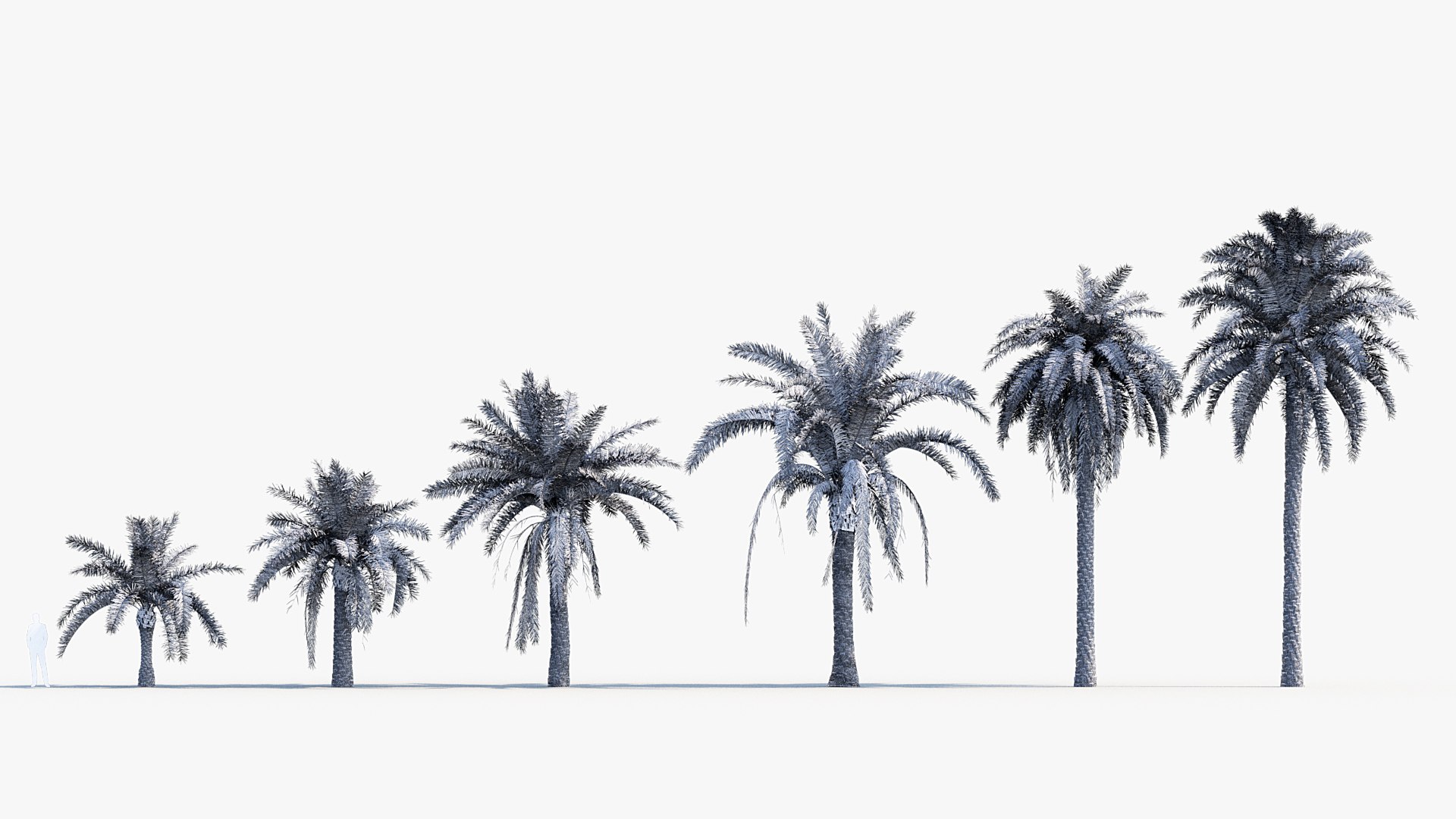 Phoenix Sylvestris Wild Date Palm 3D - TurboSquid 2041473