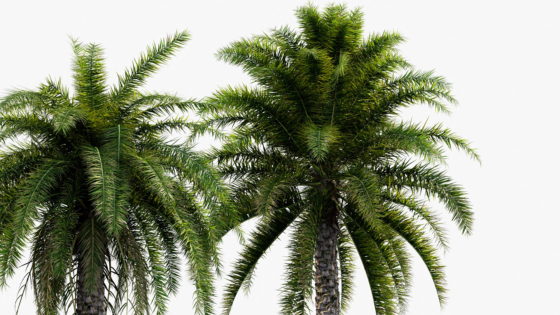 Phoenix Sylvestris Wild Date Palm 3D - TurboSquid 2041473